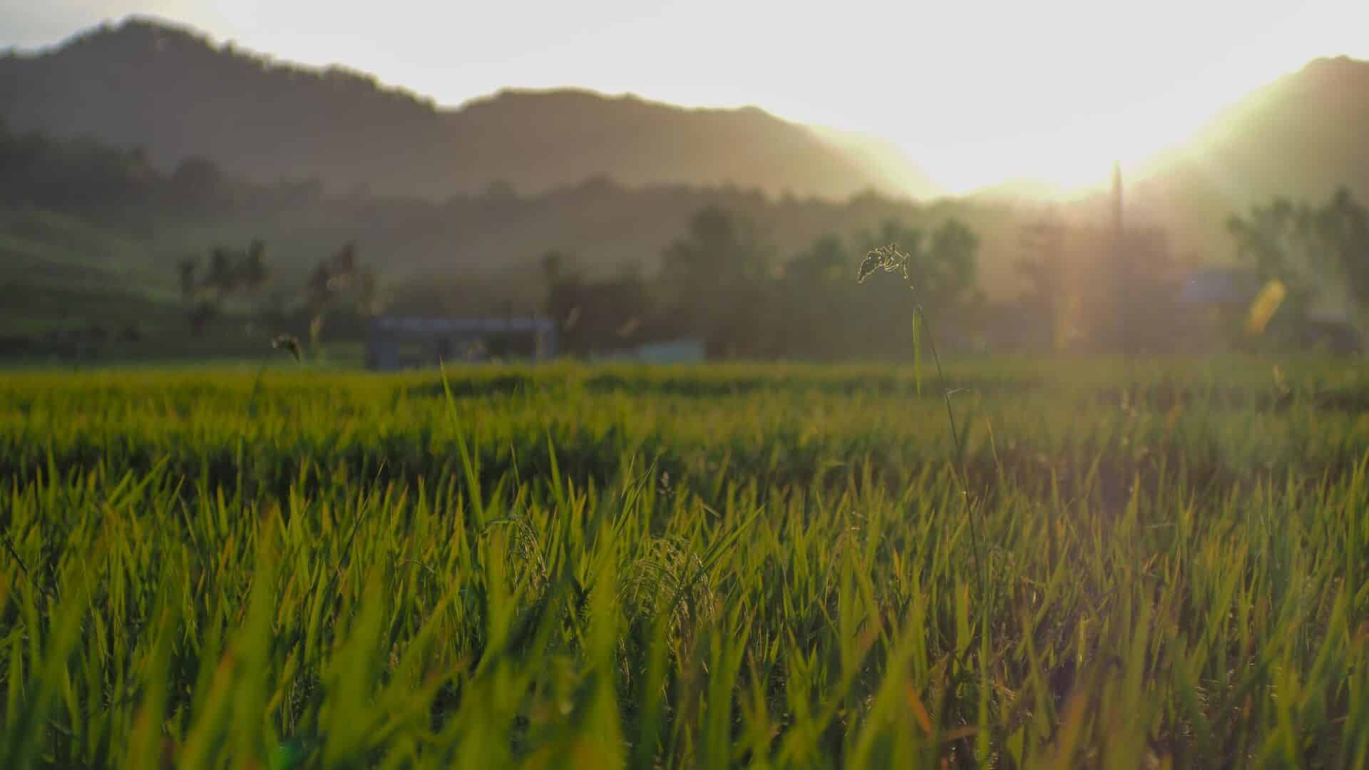 Countryside – This Is Southeast Asia